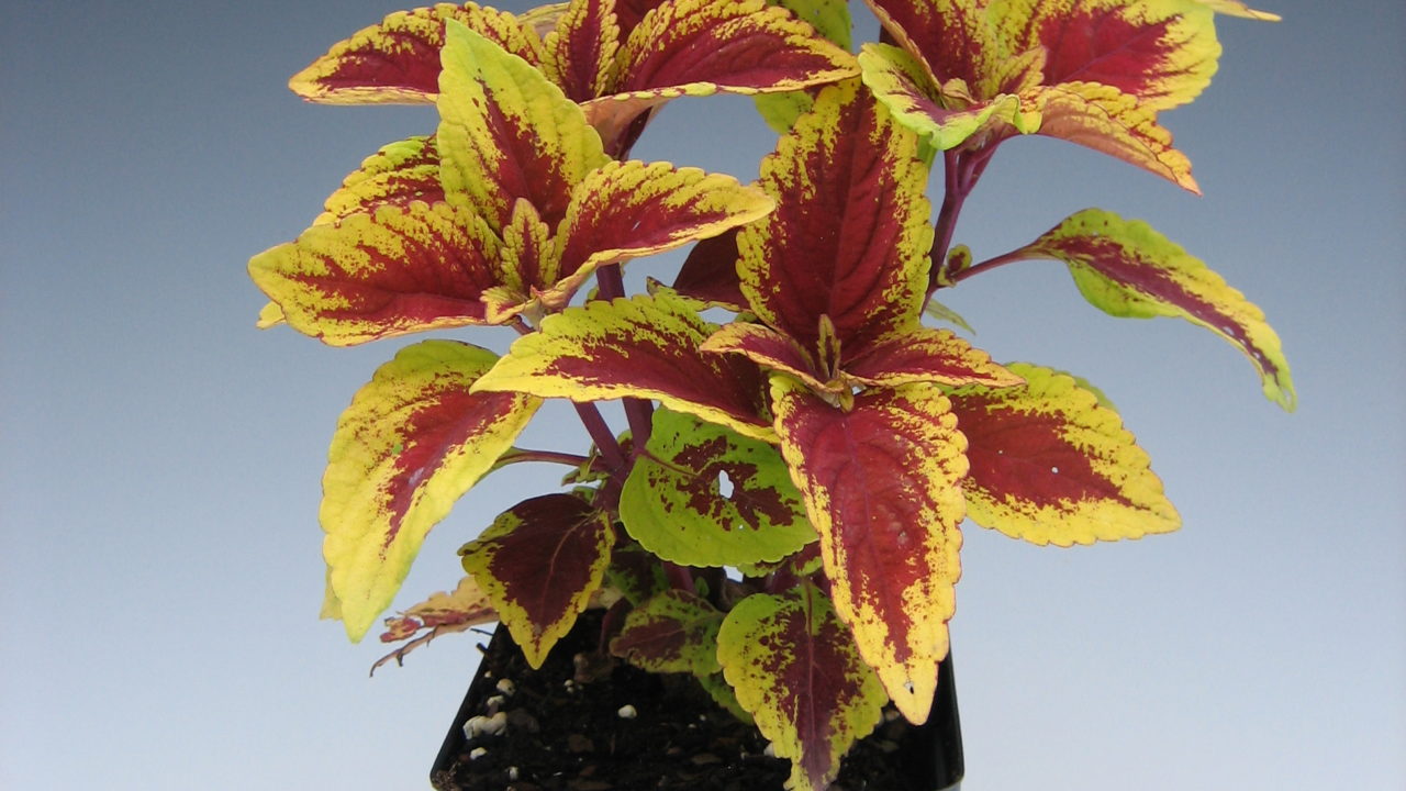 Coleus Gold Lace | Bloom-Masters