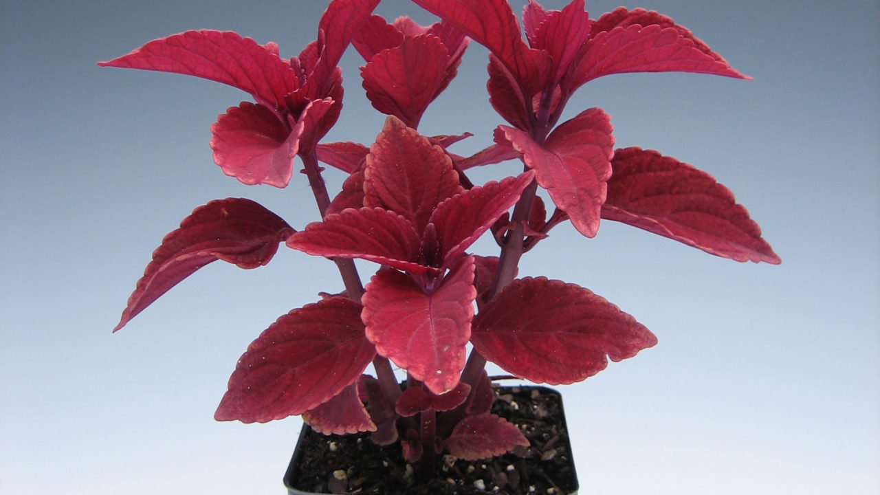 Coleus | Bloom-Masters
