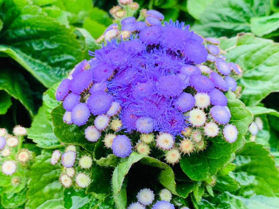 Ageratum Blue | Bloom-Masters