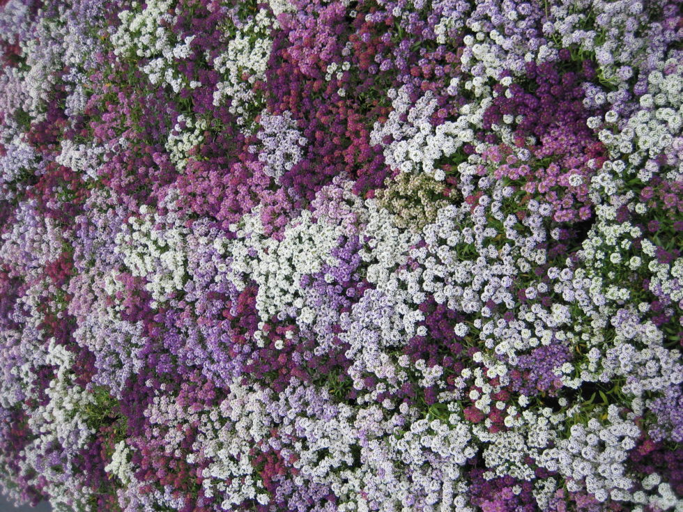 Alyssum Mix | Bloom-Masters