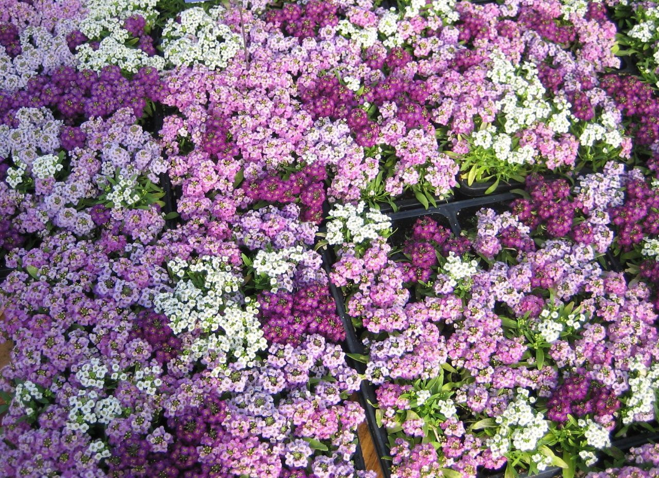 Alyssum Purple | Bloom-Masters