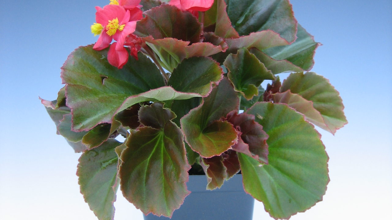 Begonia Green Leaf Mix | Bloom-Masters