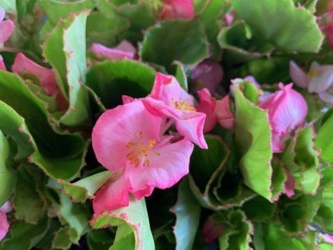Begonia Green Leaf Mix | Bloom-Masters