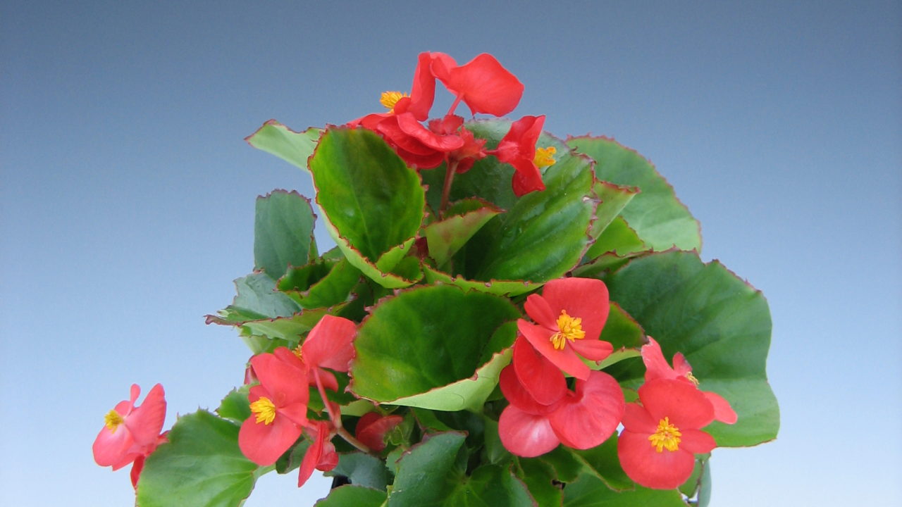 Begonia Green Leaf Mix | Bloom-Masters