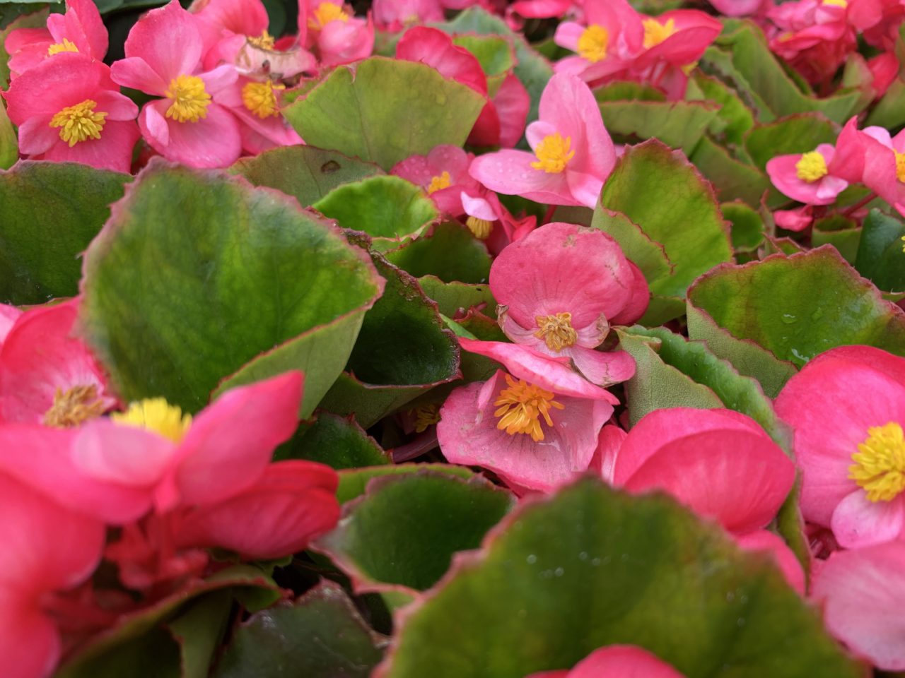 Begonia Green Lf. Rose | Bloom-Masters