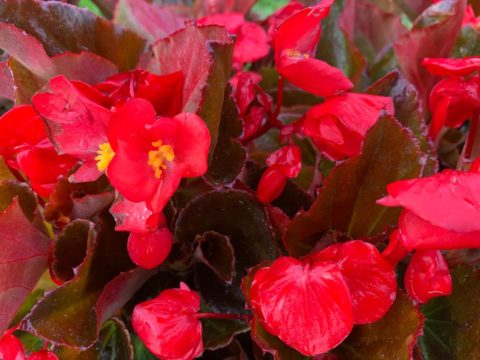 Begonia Whopper Bronze Leaf Red | Bloom-Masters