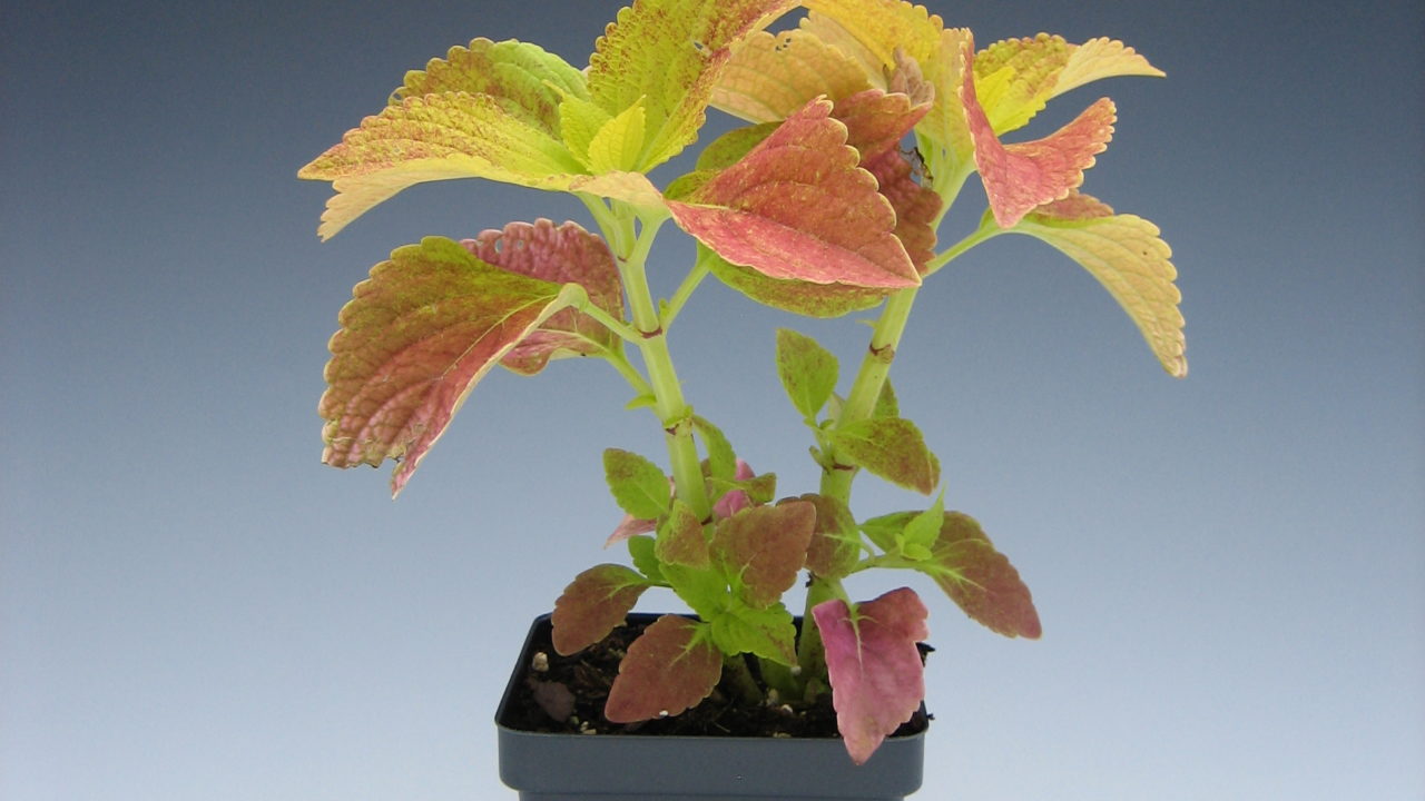Coleus | Bloom-Masters
