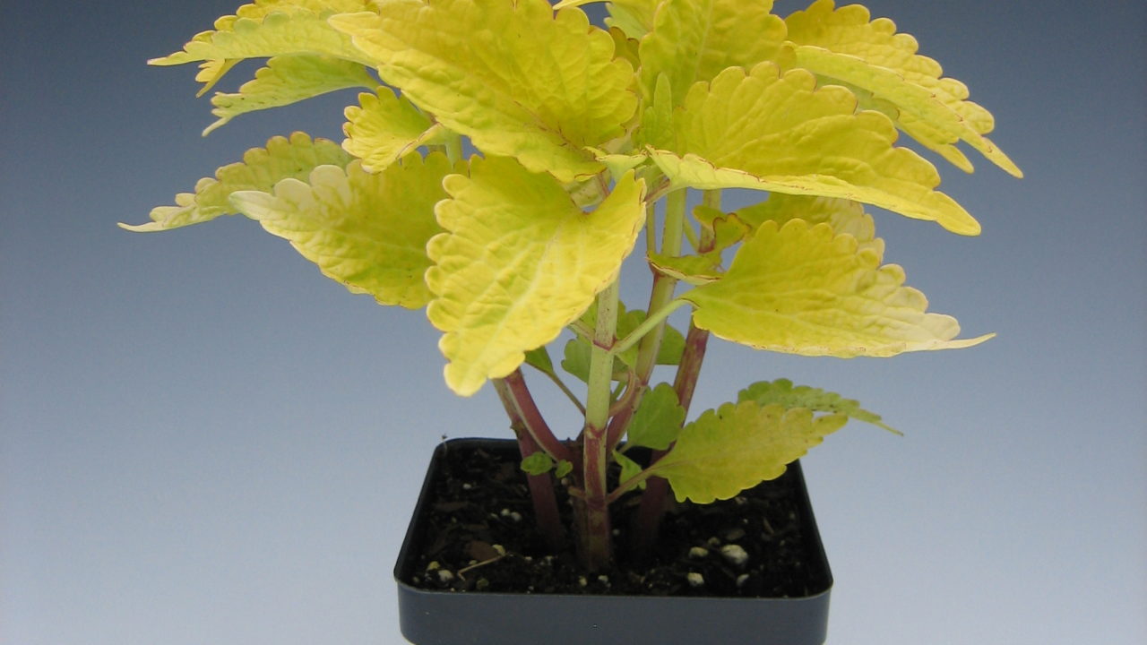 Coleus Gold Lace | Bloom-Masters