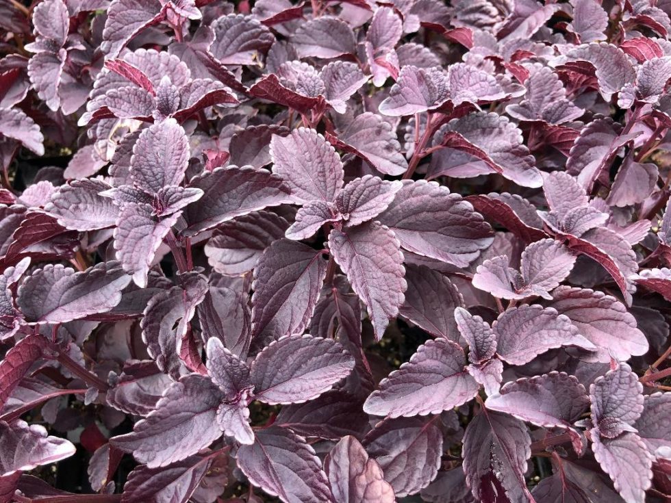 Coleus | Bloom-Masters