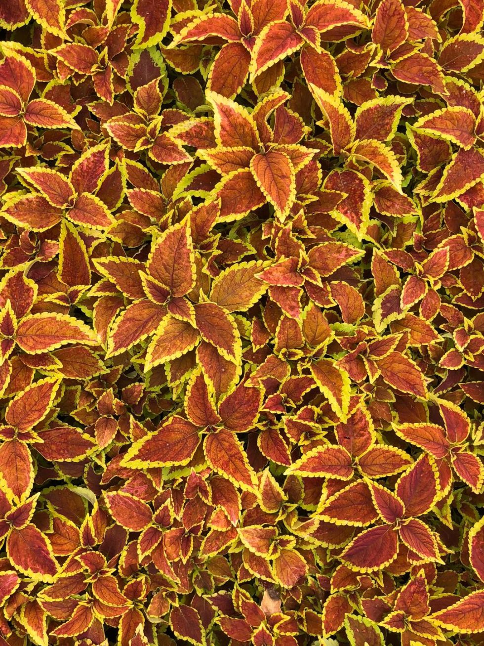 Coleus Rustic Orange | Bloom-Masters