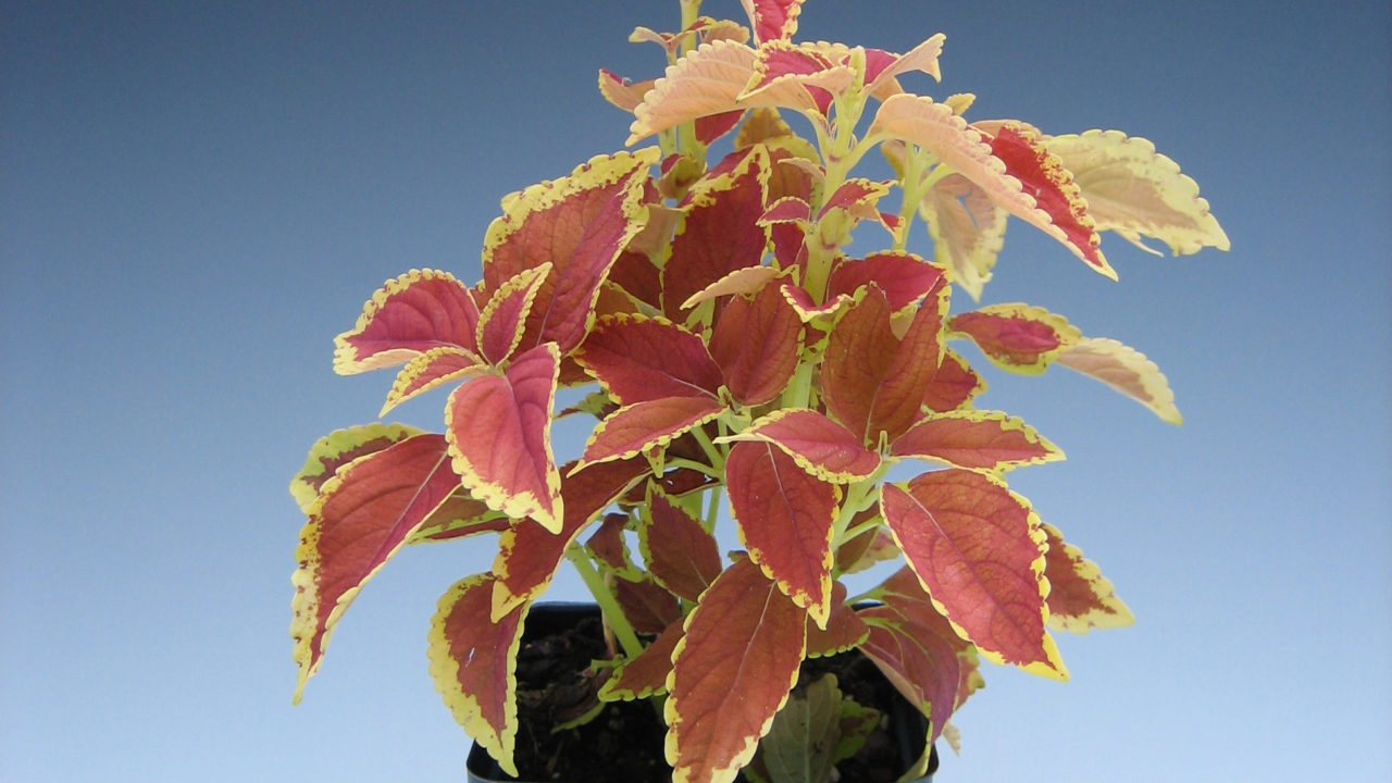 Coleus Rustic Orange | Bloom-Masters