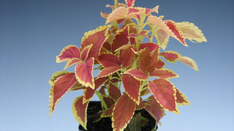Coleus | Bloom-Masters
