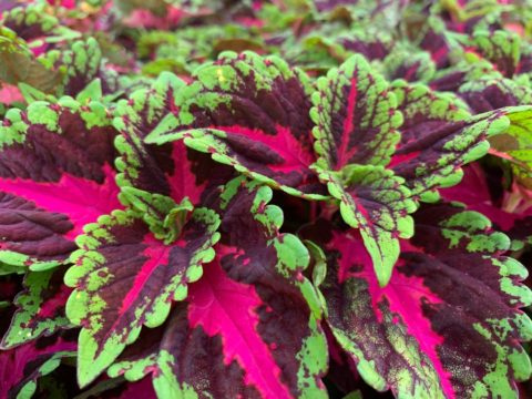 Coleus Watermelon | Bloom-Masters