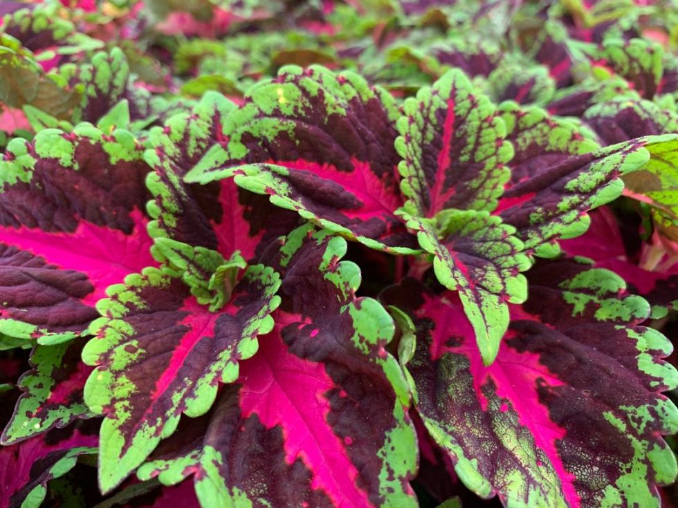 Coleus Rustic Orange | Bloom-Masters