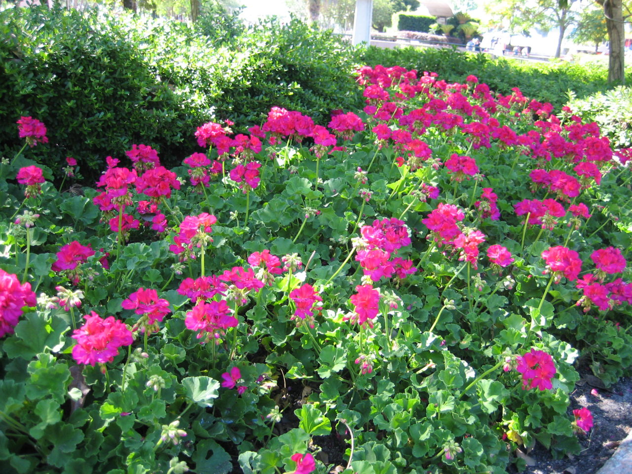 Geranium Pink | Bloom-Masters