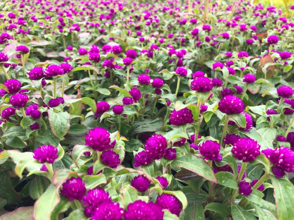Gomphrena Buddy Rose | Bloom-Masters