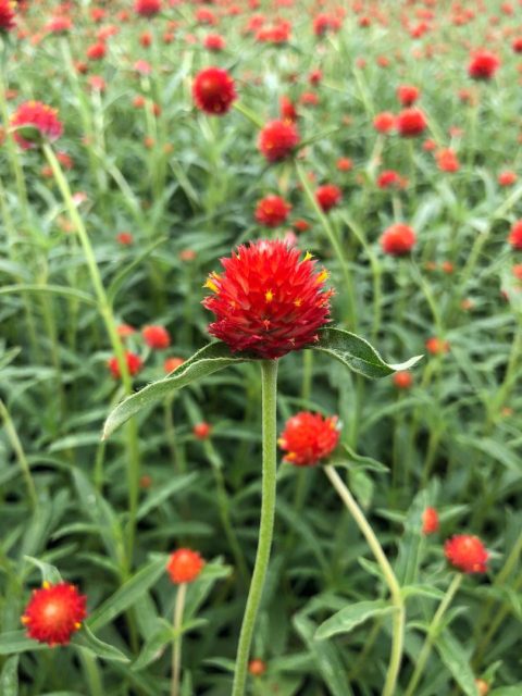 Gomphrena | Bloom-Masters