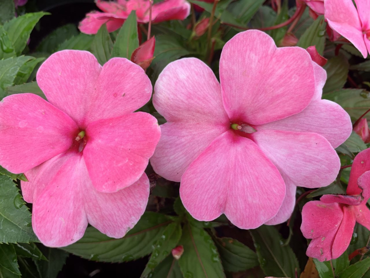 Impatiens Sun Compact Purple | Bloom-Masters