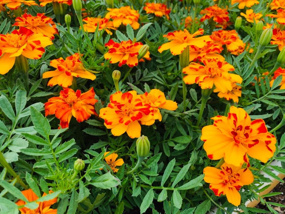 Marigolds Durango Orange | Bloom-Masters