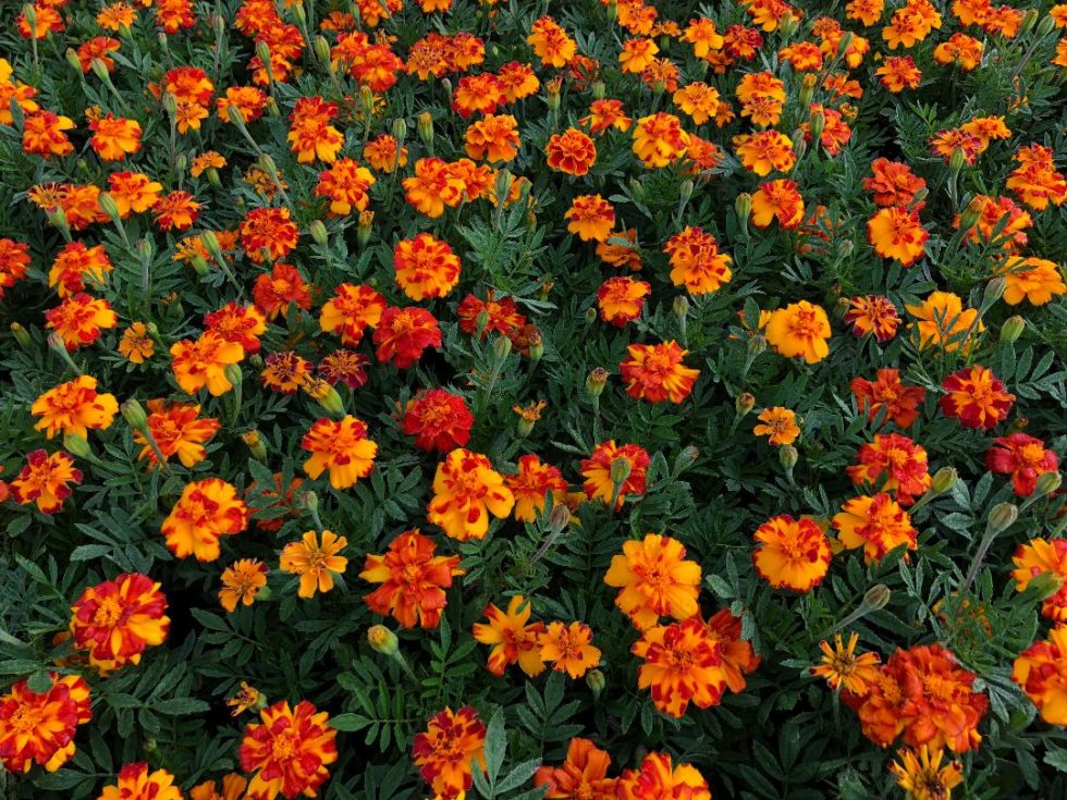 Marigolds Durango Bolero | Bloom-Masters