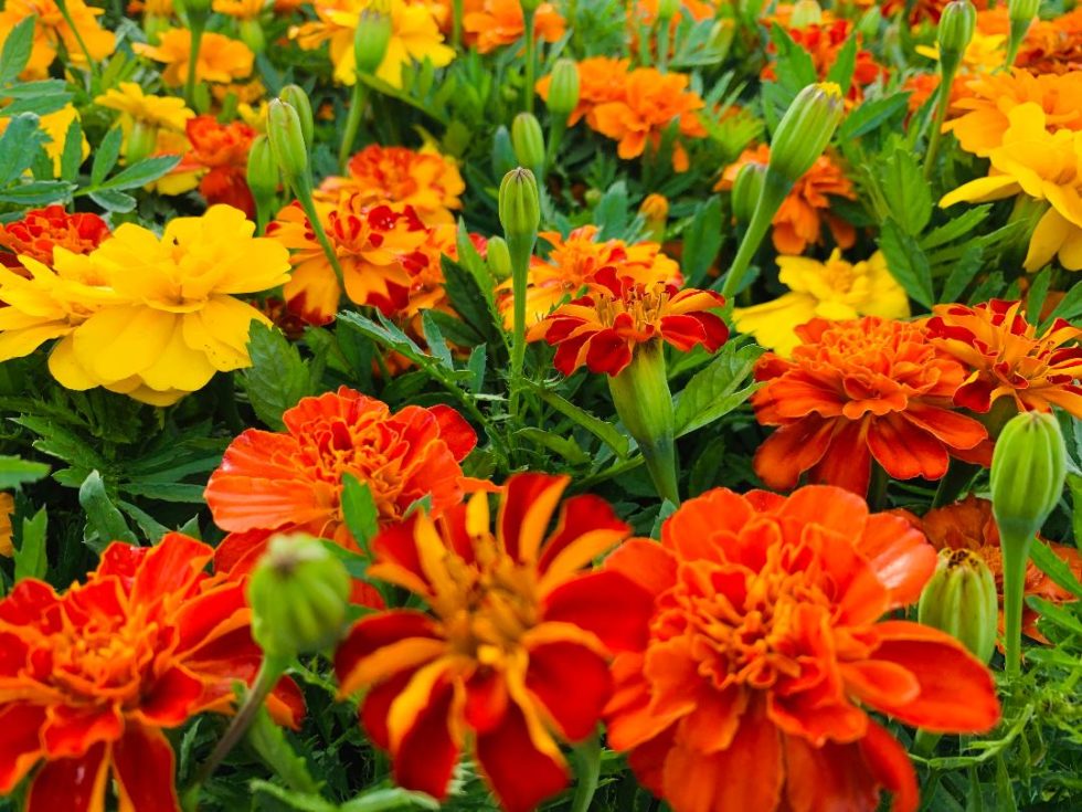 Marigolds Durango Mix | Bloom-Masters
