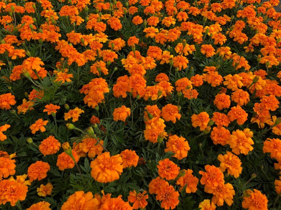 Marigolds Durango Orange | Bloom-Masters