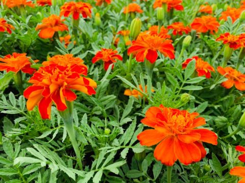 Marigolds Durango Bolero | Bloom-Masters