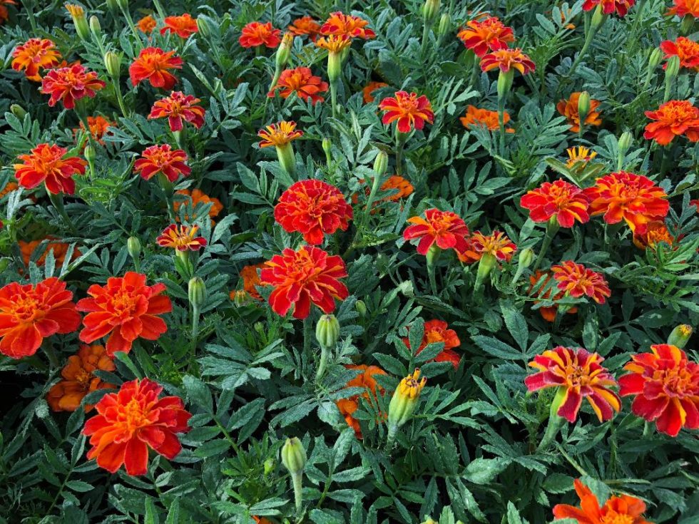 Marigolds Durango Red | Bloom-Masters