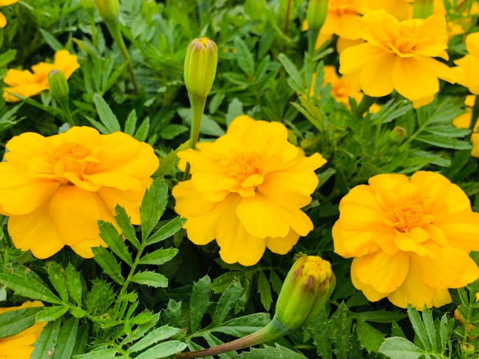 Marigolds Antigua Yellow | Bloom-Masters