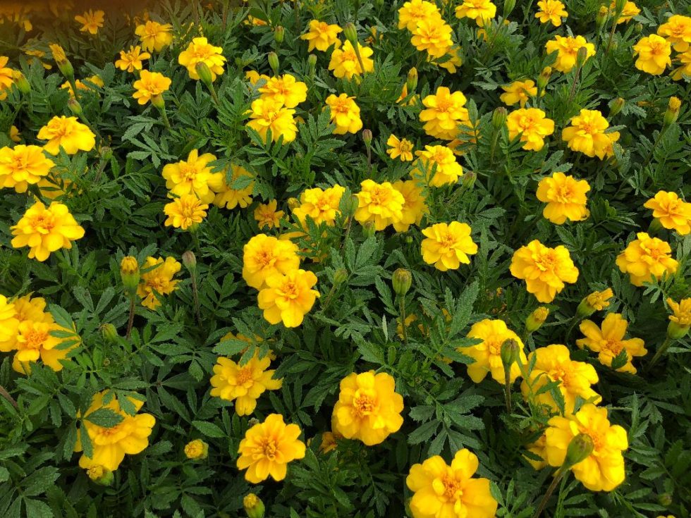 Marigolds Durango Yellow | Bloom-Masters