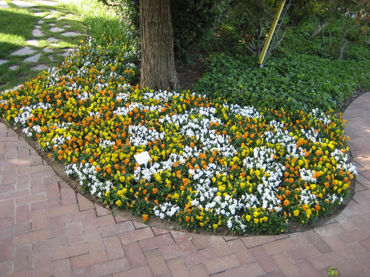 Pansy Citrus Mix | Bloom-Masters
