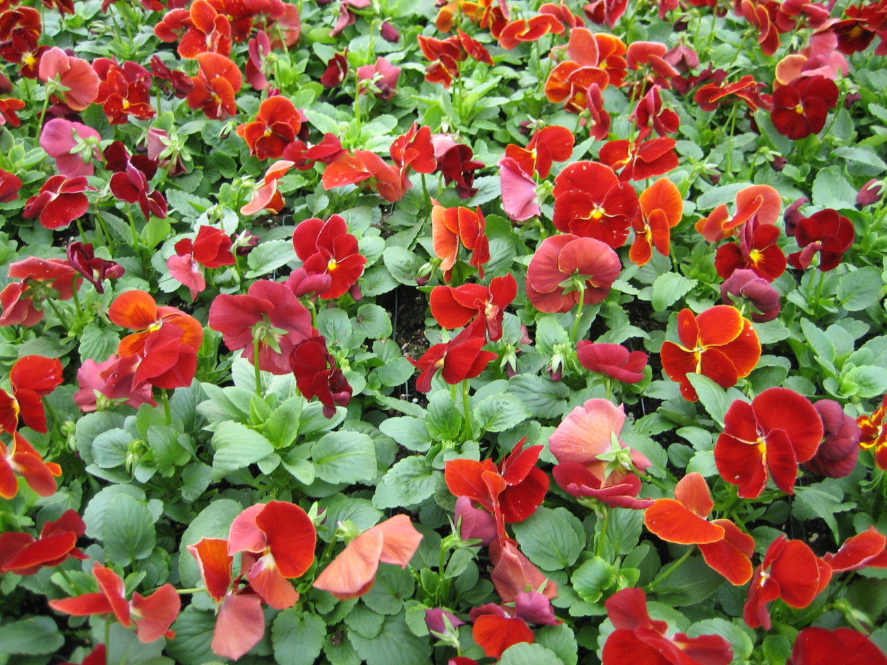 Pansy Red Blotch | Bloom-Masters