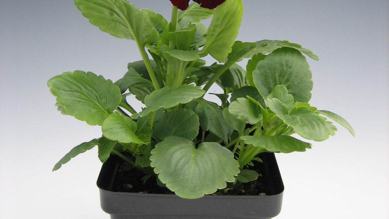 Pansy Mix | Bloom-Masters