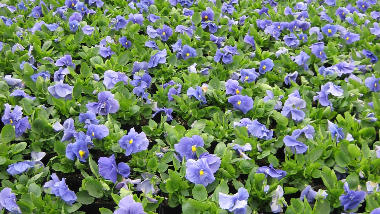 Pansy True Blue | Bloom-Masters