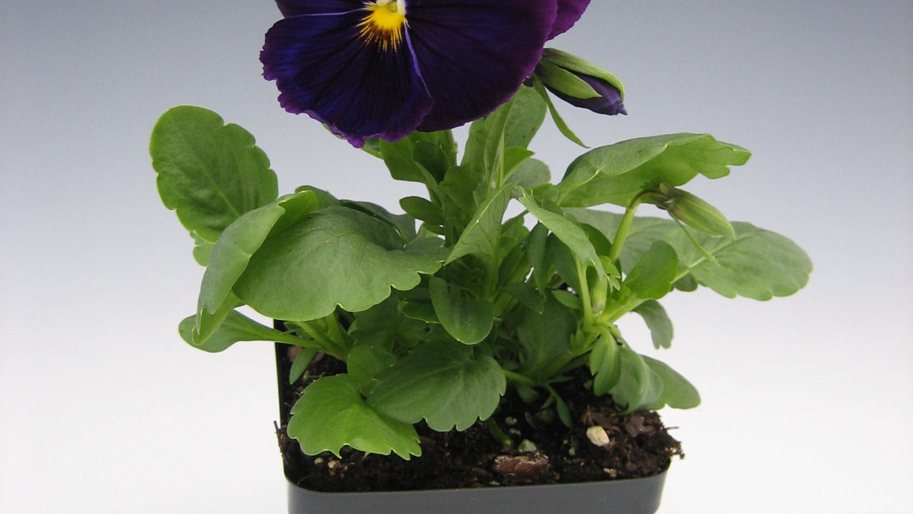 Pansy Violet | Bloom-Masters