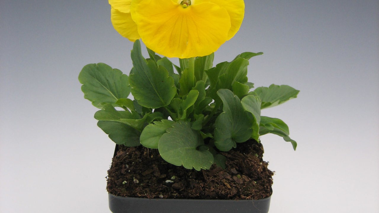 Pansy Mix | Bloom-Masters