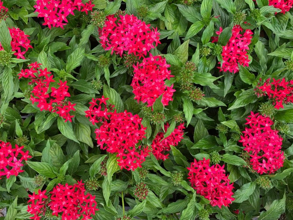 Pentas Dwarf Lipstick (Hot Pink) | Bloom-Masters