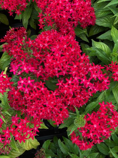 Pentas Dwarf Lipstick (Hot Pink) | Bloom-Masters