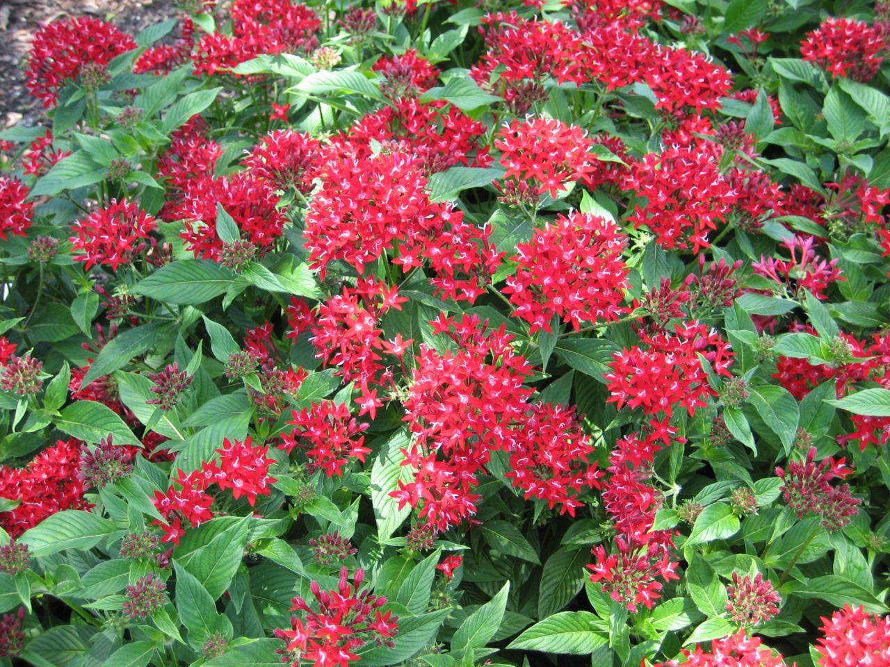 Pentas Dwarf Red | Bloom-Masters