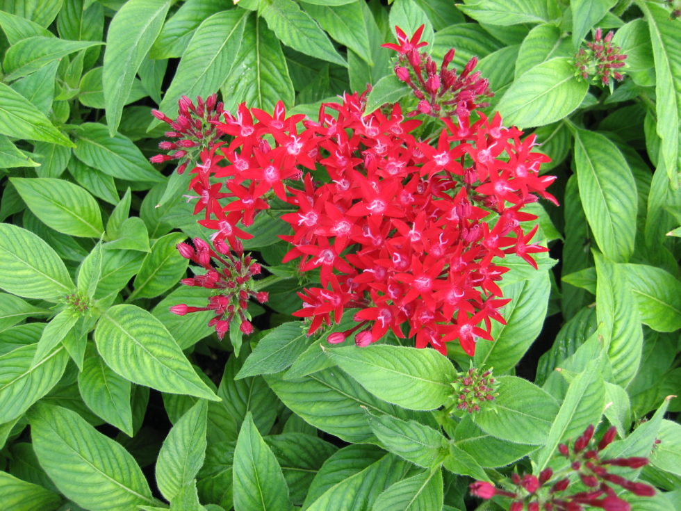 Pentas Dwarf Mix | Bloom-Masters