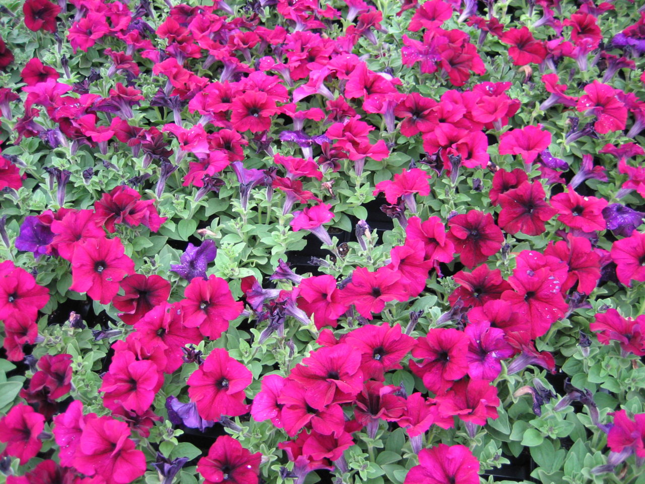 Petunia Grandiflora Neon Rose | Bloom-Masters
