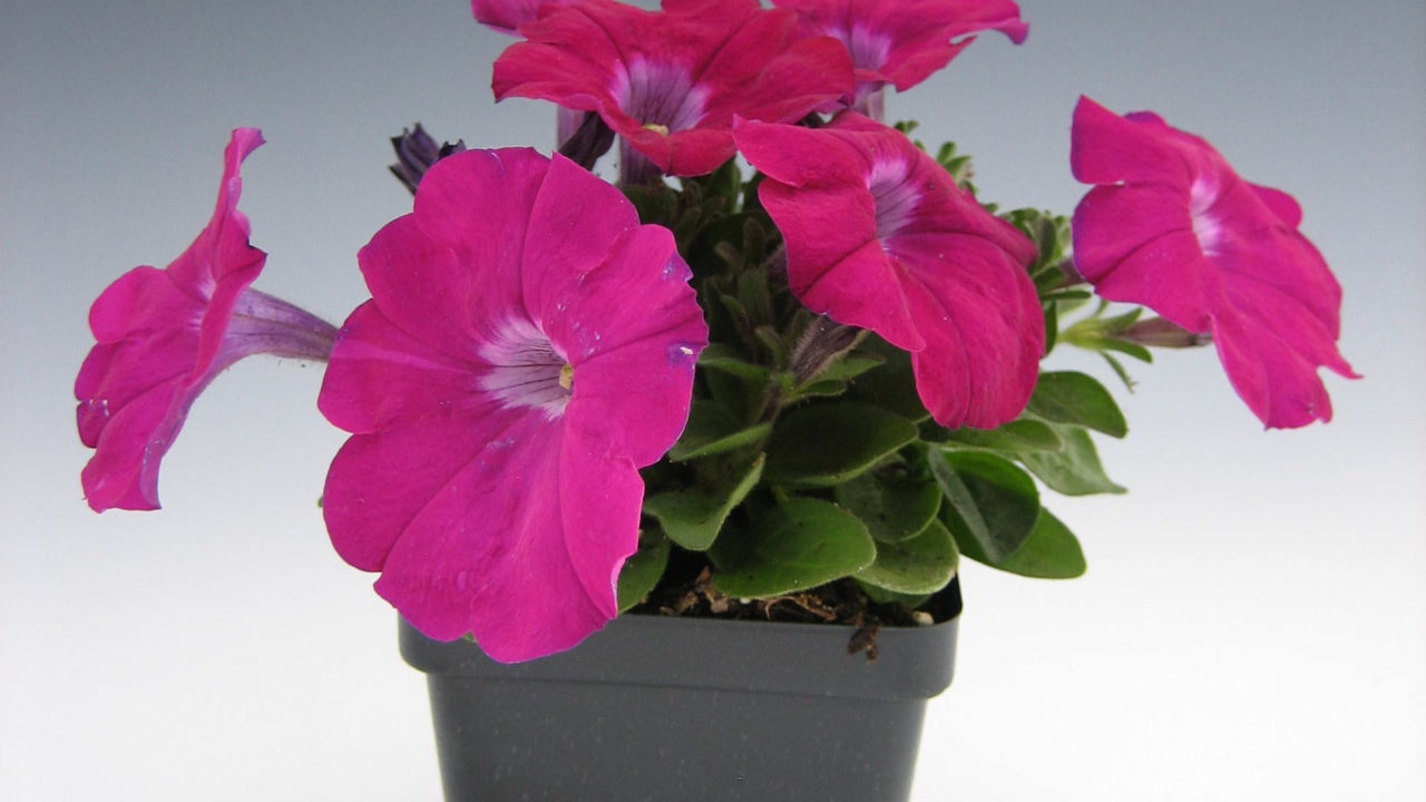 Petunia Grandiflora Neon Rose | Bloom-Masters