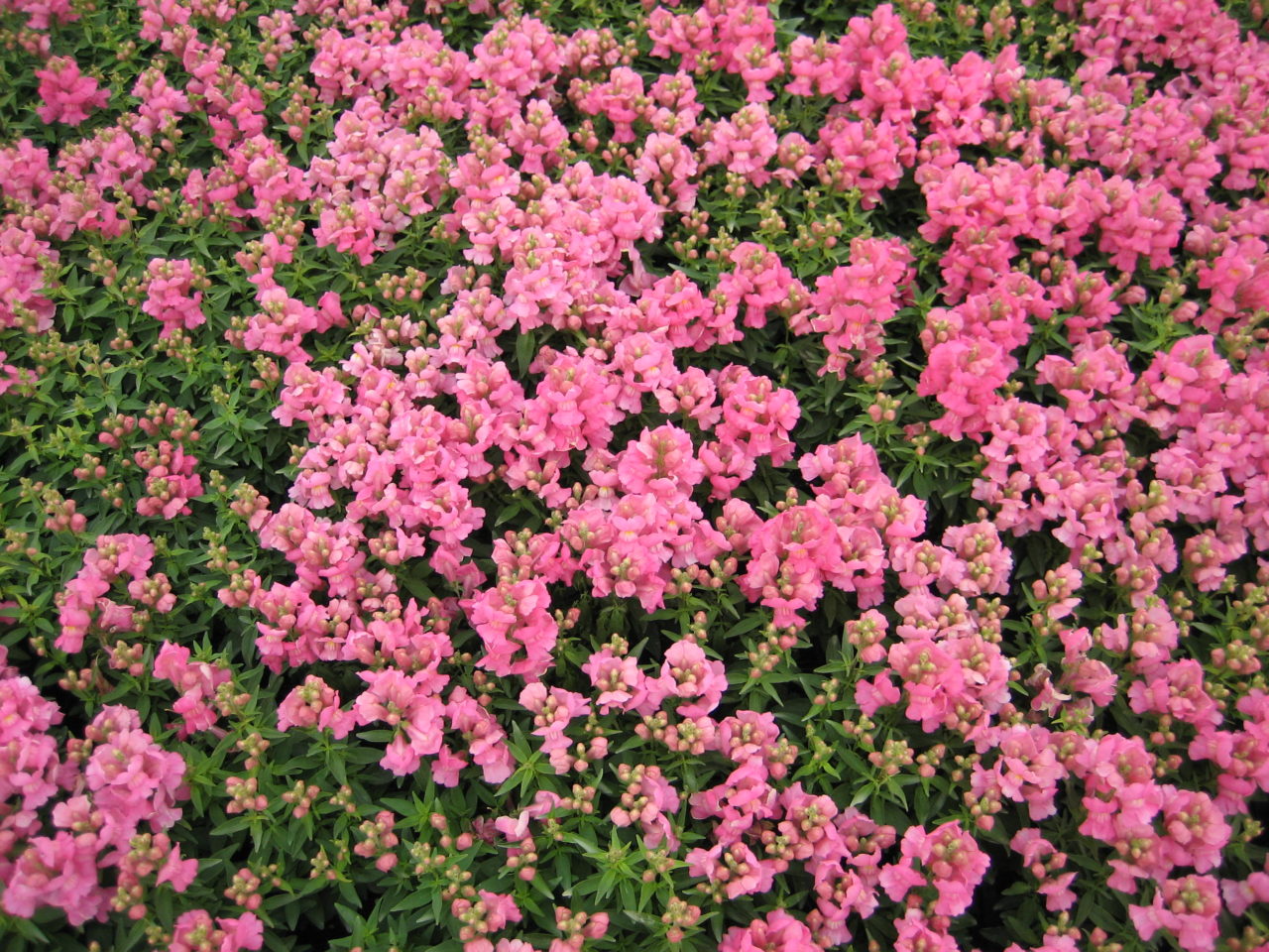Snapdragons Dwarf Pink | Bloom-Masters