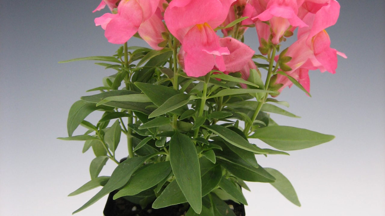 Snapdragons Dwarf Pink | Bloom-Masters