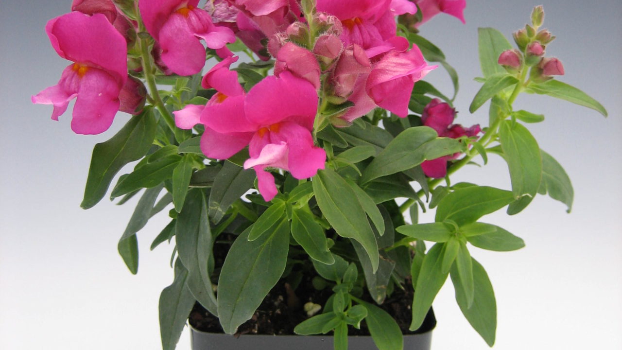 Snapdragons Dwarf Yellow | Bloom-Masters