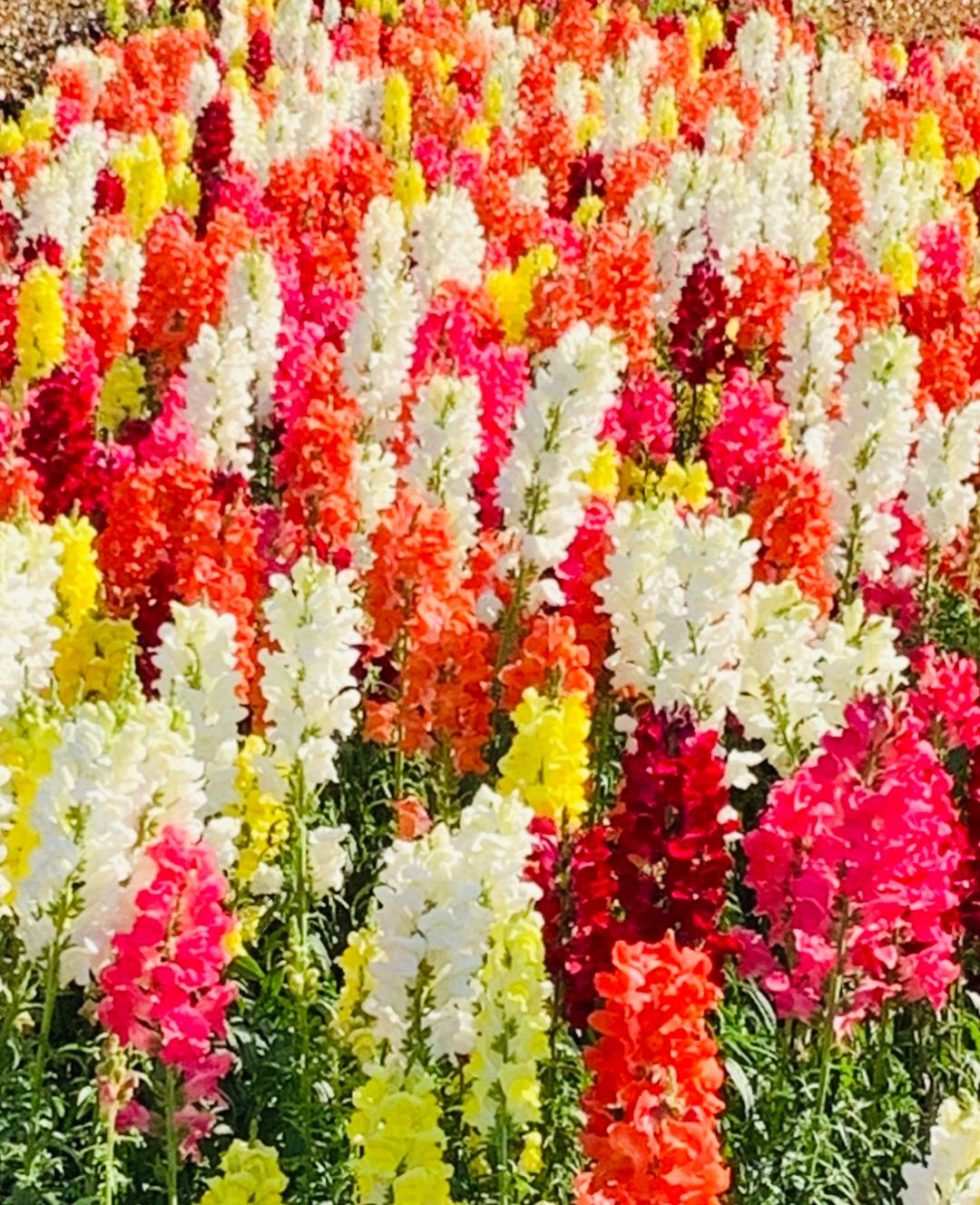 Snapdragons Dwarf Yellow | Bloom-Masters