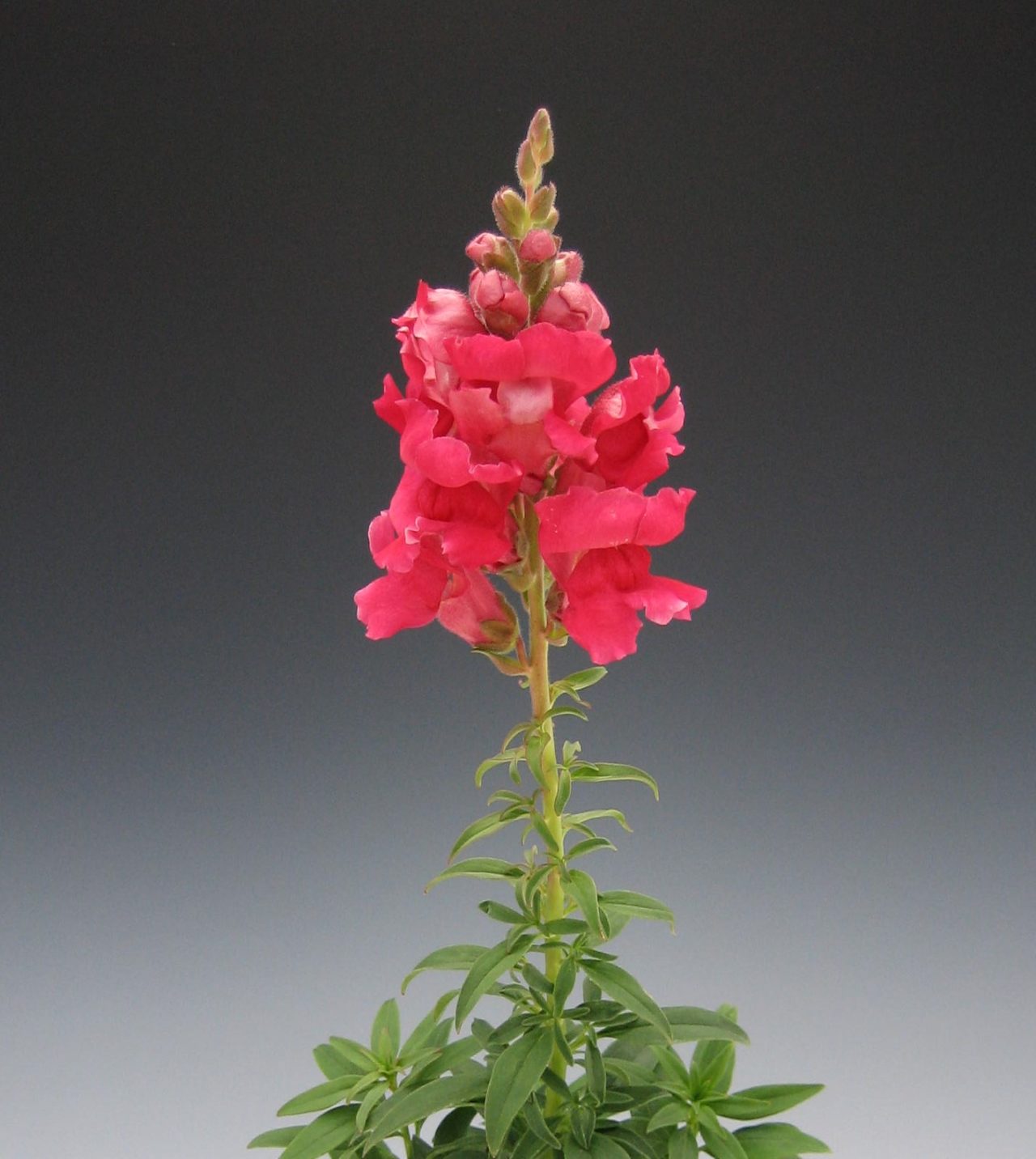 Snapdragons Tall Rose | Bloom-Masters