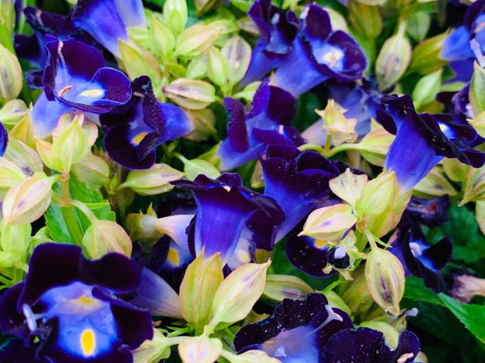 Torenia Deep Blue | Bloom-Masters