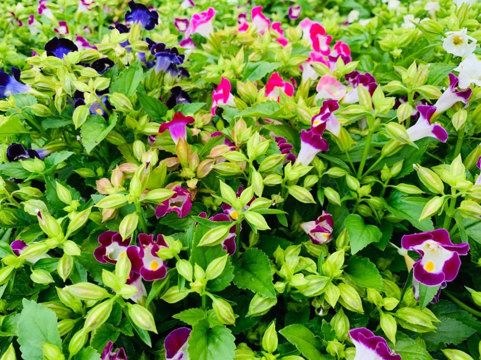 Torenia Mix | Bloom-Masters