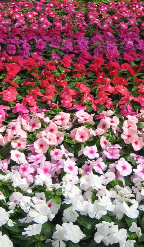 Vinca Mix | Bloom-Masters